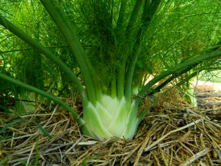 Fennel Finocchio Mantovano (62-6) – Seeds from Italy