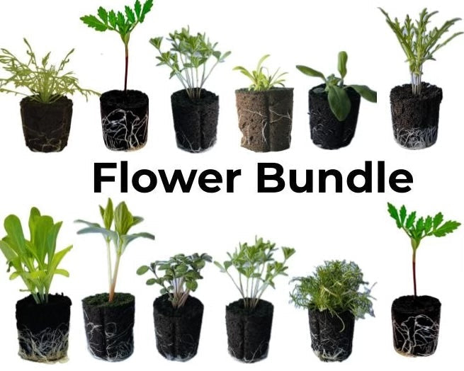 Flower Seedling Bundle – Seeds from Italy