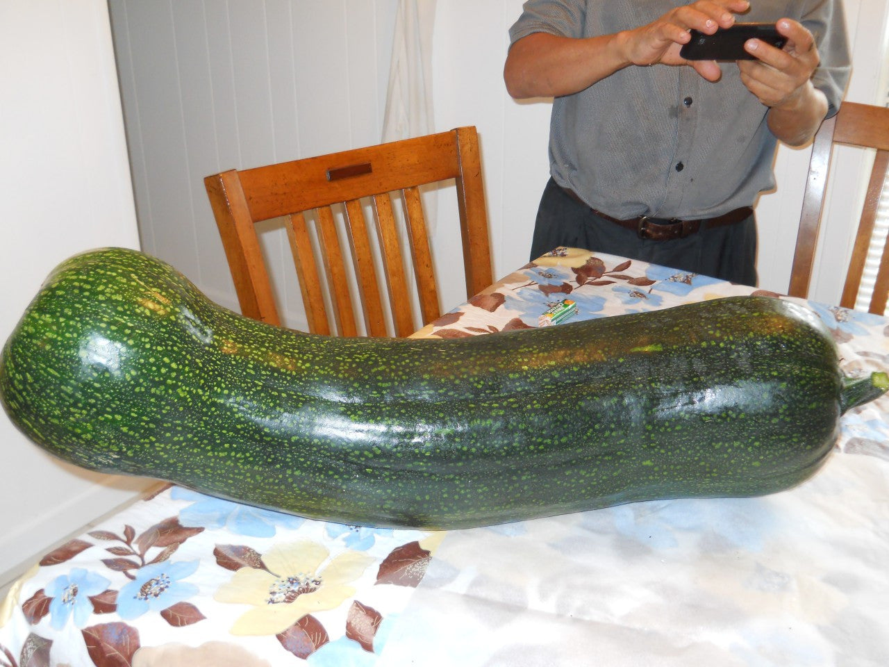 Italian Long Winter Squash Lunga di Napoli (145-12) – Seeds from Italy