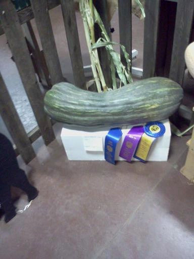 Italian Long Winter Squash Lunga di Napoli (145-12) – Seeds from Italy