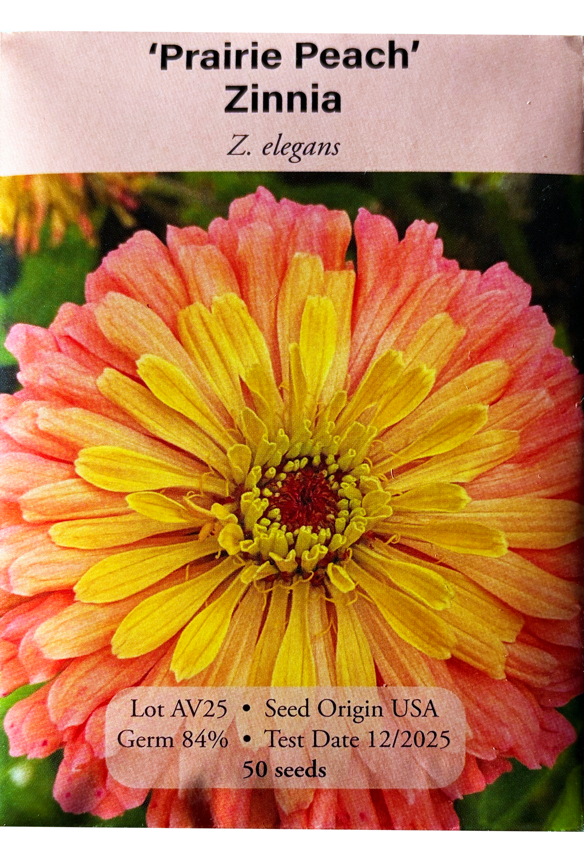 Prairie Peach Zinnia – Seeds from Italy