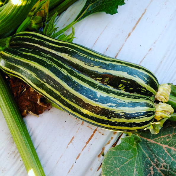 Zucchini Striato d'Italia (146-2) – Seeds from Italy