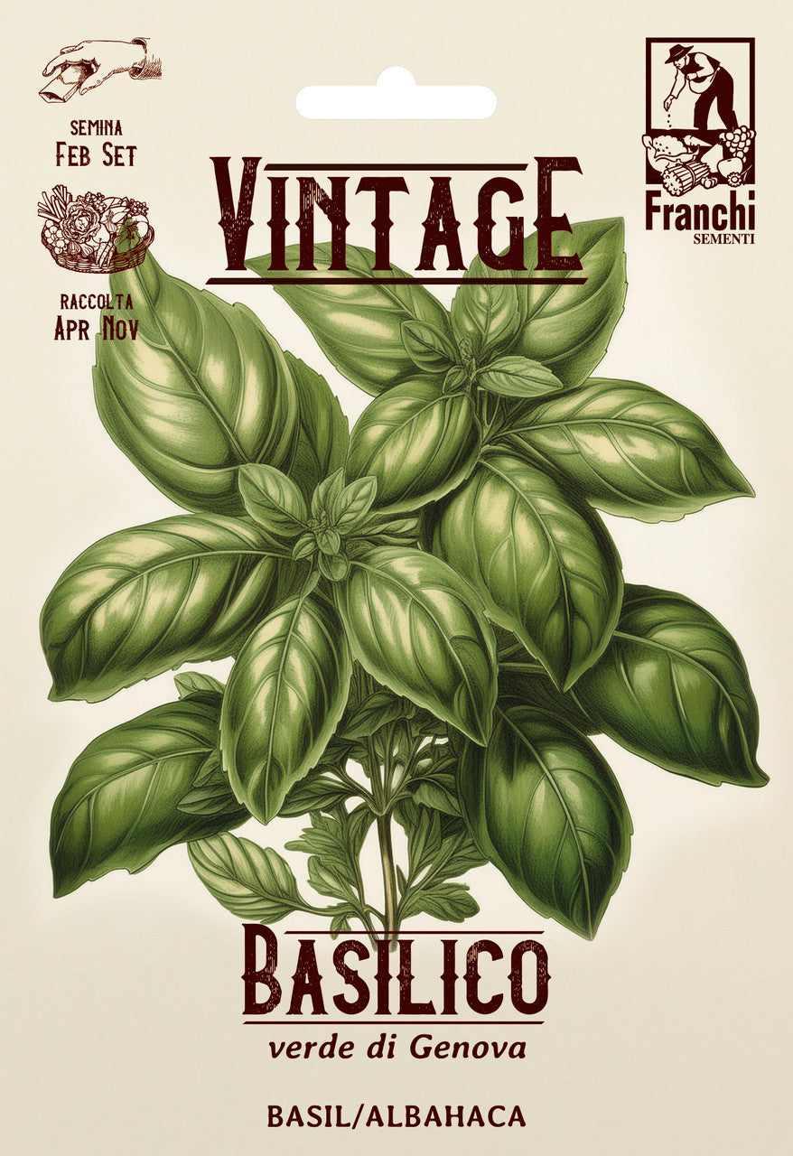 Vintage Basil from Genova – Seeds from Italy